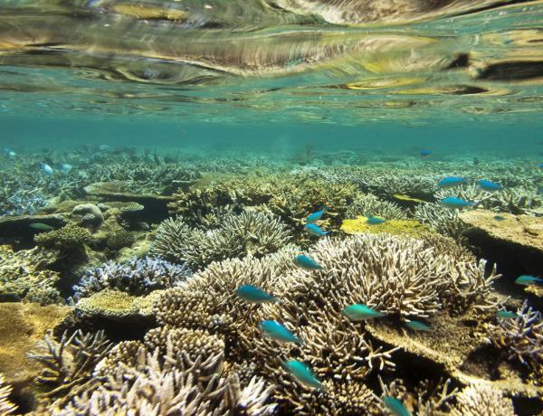 Indian Ocean Report Card | Marine Climate Change Impacts Partnership