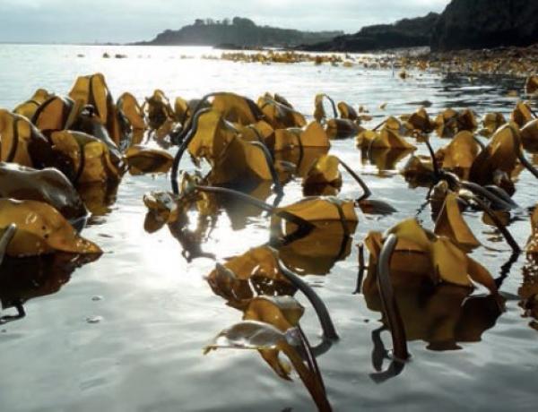 Special Topics | Marine Climate Change Impacts Partnership