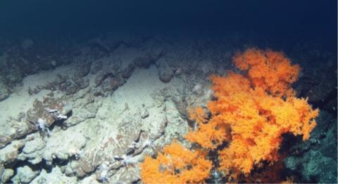 Deep Sea Habitats | Marine Climate Change Impacts Partnership