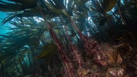 Shallow and shelf Habitats | Marine Climate Change Impacts Partnership